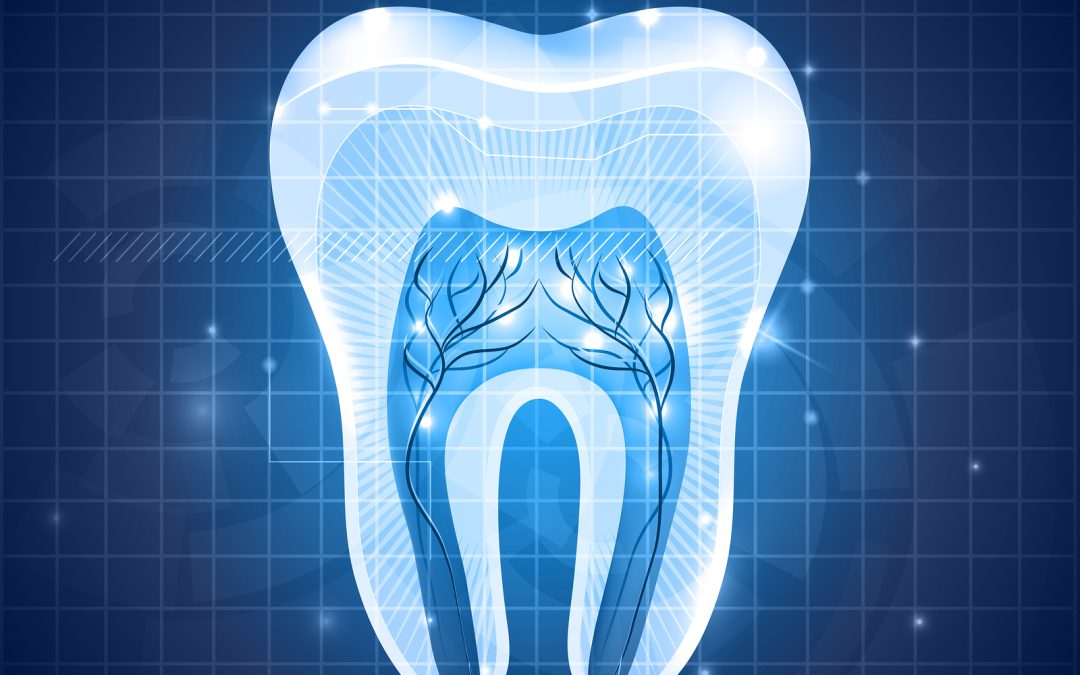 Abstract Tooth Cross Section - Northern Kentucky Endodontics